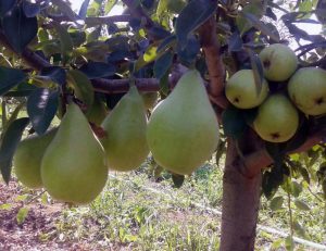 Pomi fructiferi, Soiuri Par