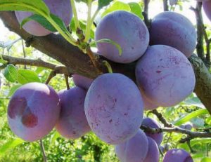 Pomi Fructiferi, Soiuri Prun